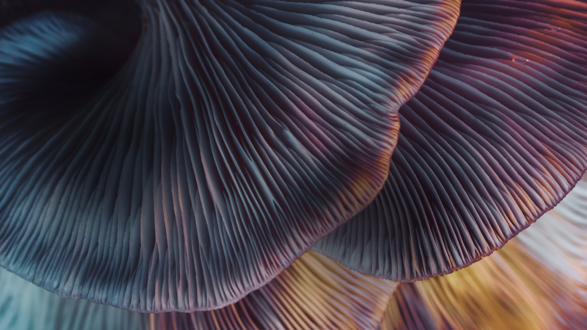 pioneer Partner - foodward